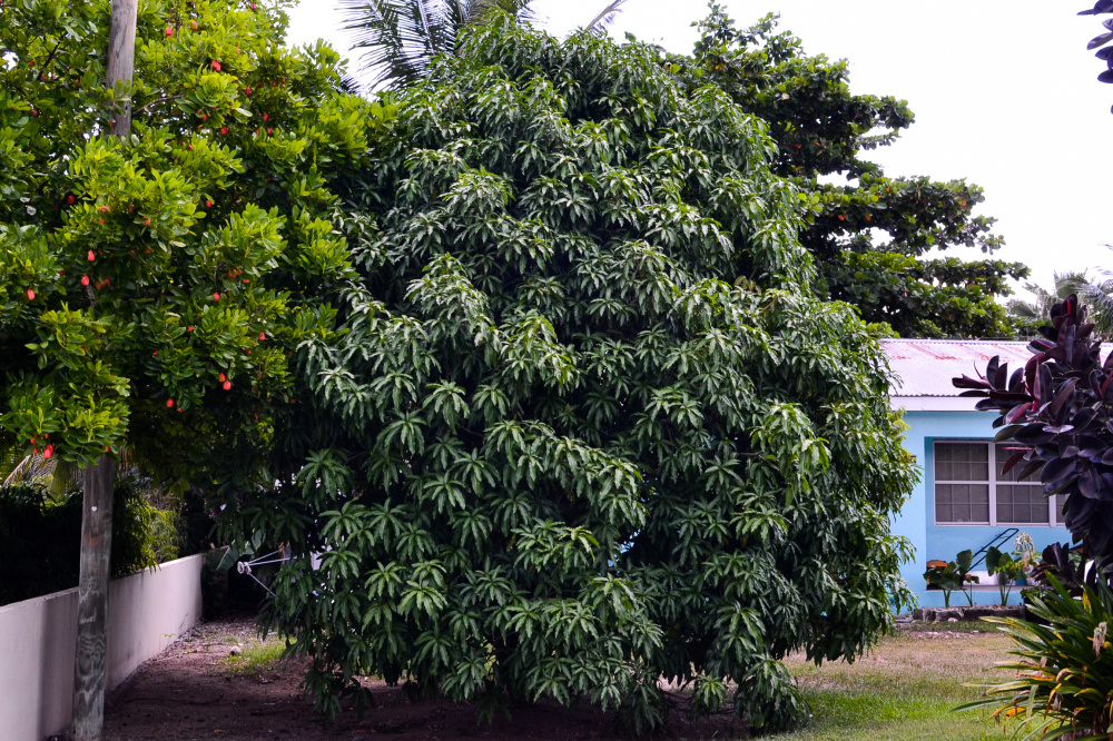 Mangifera indica / IPlantz