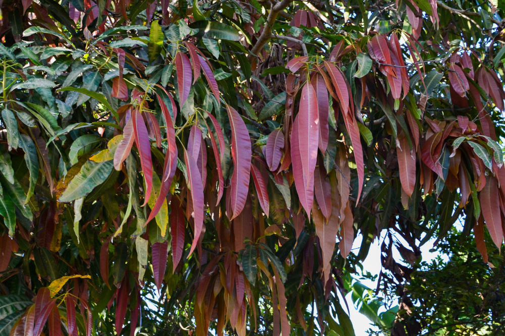 Mangifera indica / IPlantz
