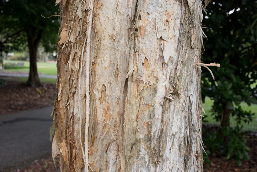Melaleuca cajuputi / IPlantz