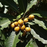 Mimusops elengi / IPlantz