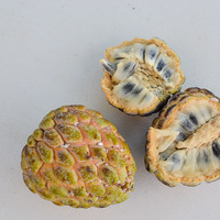 Annona squamosa / IPlantz