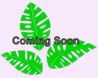 Musa textilis / IPlantz