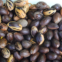 Myristica fragrans / IPlantz