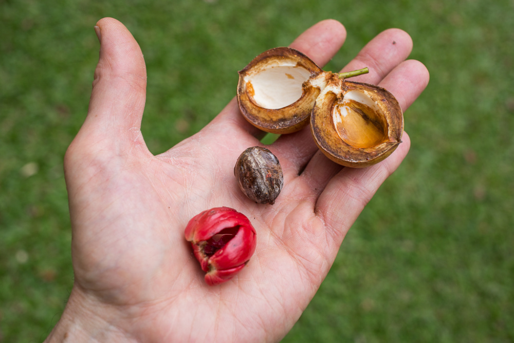 Myristica fragrans / IPlantz