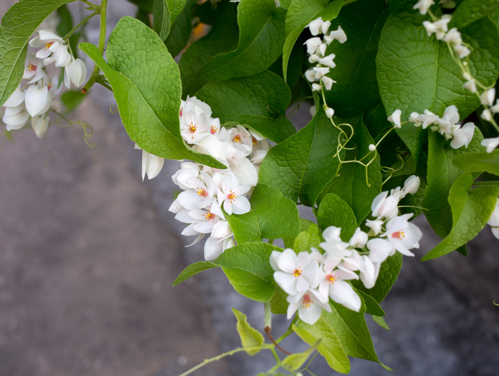 Antigonon leptopus / IPlantz