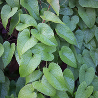 Antigonon leptopus / IPlantz