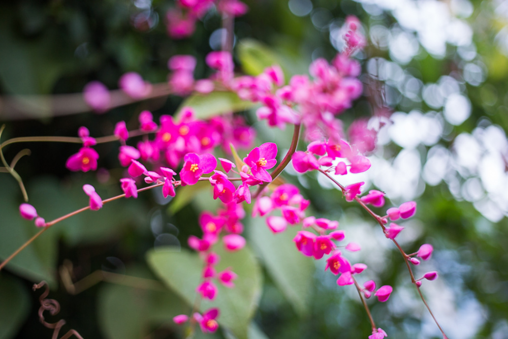 Antigonon leptopus / IPlantz