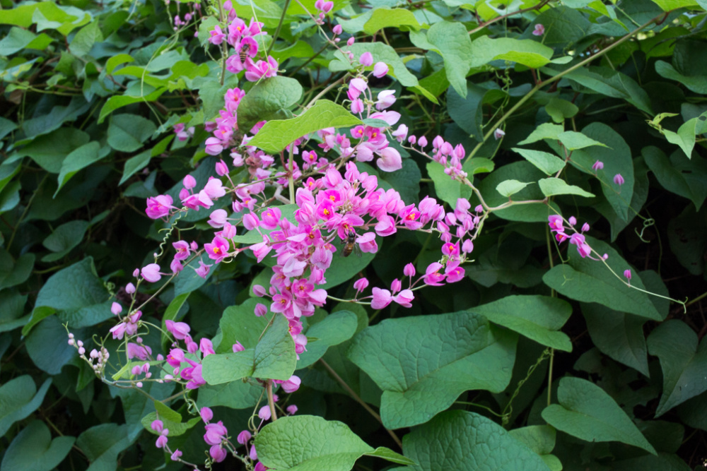 Antigonon leptopus / IPlantz