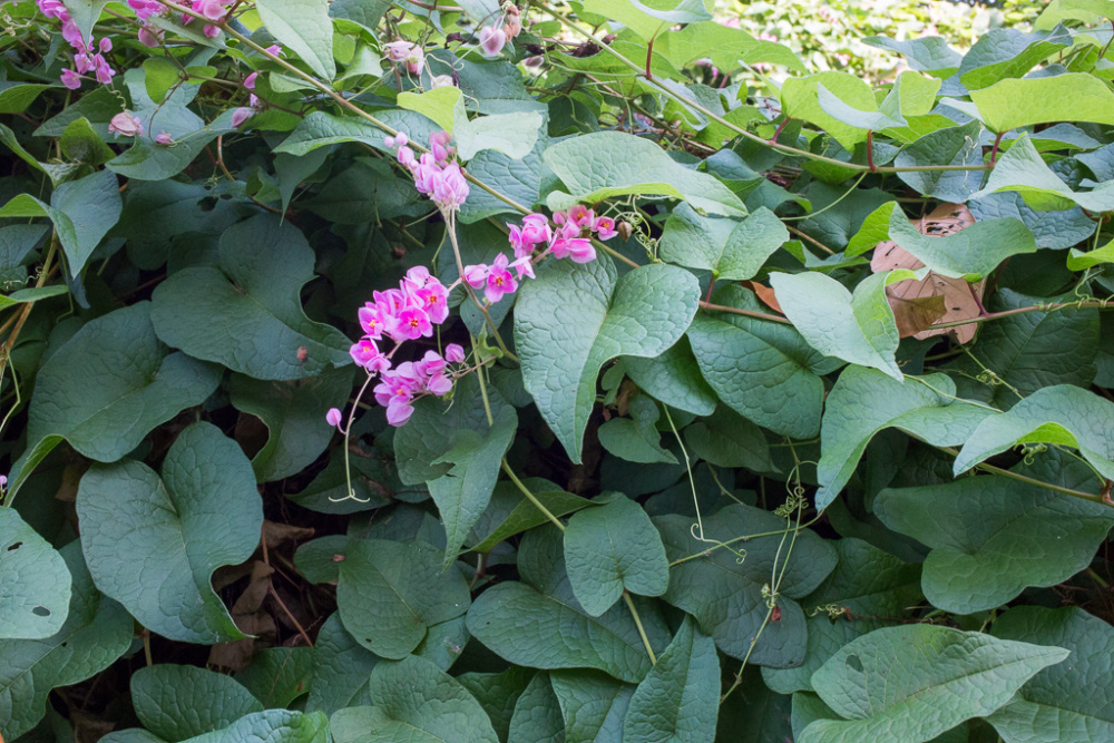 Antigonon leptopus / IPlantz