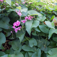 Antigonon leptopus / IPlantz