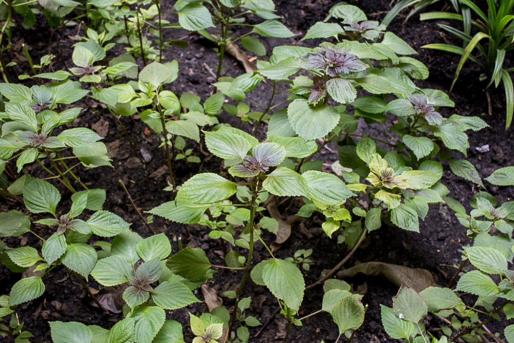 Perilla frutescens / IPlantz