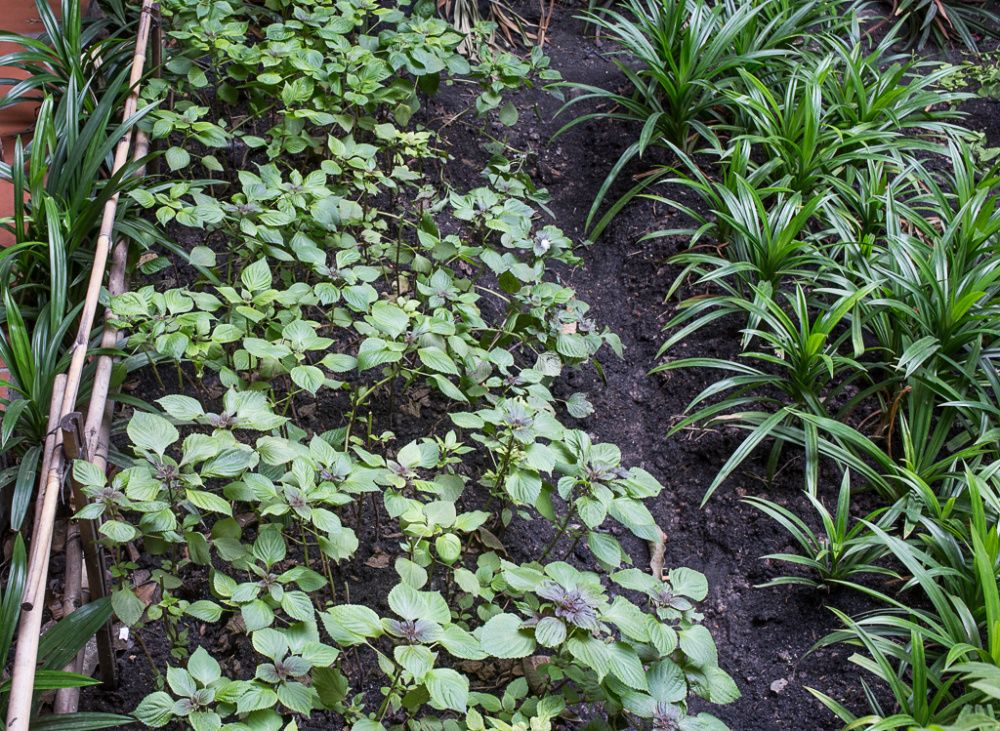 Perilla frutescens / IPlantz