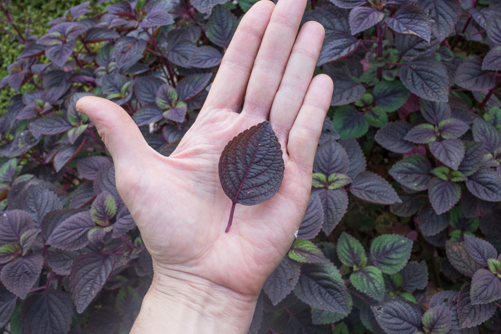 Perilla frutescens / IPlantz