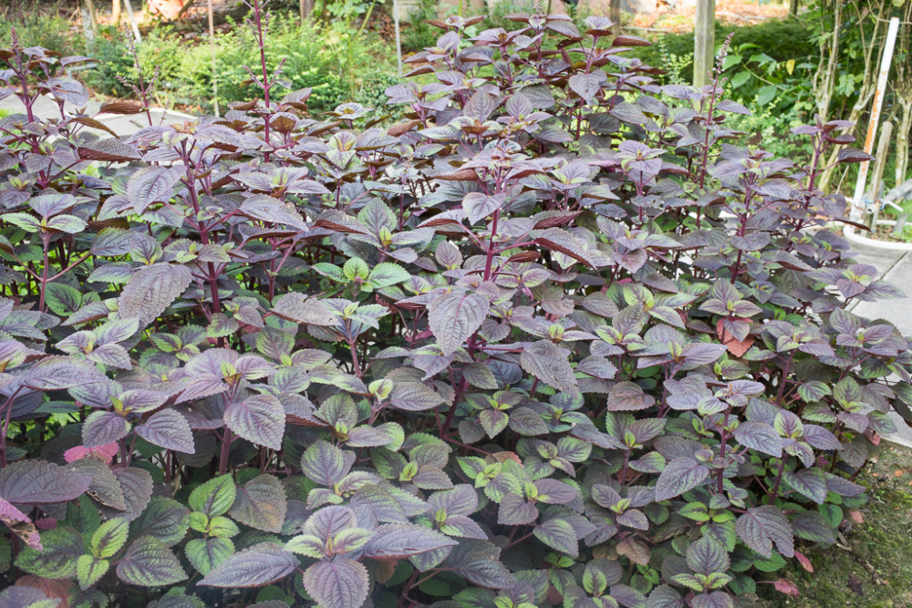 Perilla frutescens / IPlantz