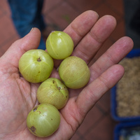 Phyllanthus emblica / IPlantz