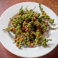 Piper nigrum / IPlantz