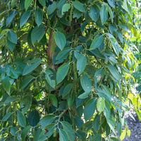 Piper nigrum / IPlantz