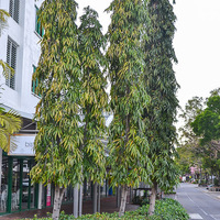 Polyalthia longifolia / IPlantz