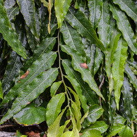 Polyalthia longifolia / IPlantz