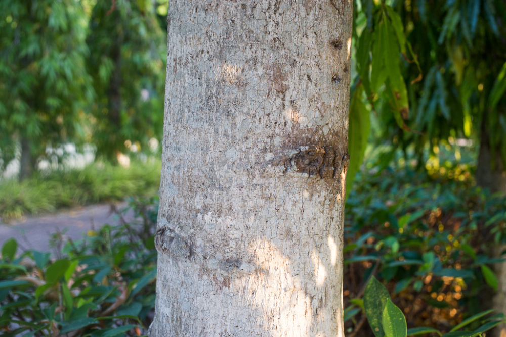 Polyalthia longifolia / IPlantz