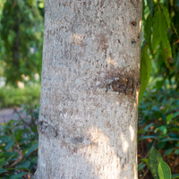 Polyalthia longifolia / IPlantz