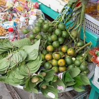 Areca catechu / IPlantz
