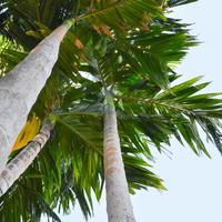 Areca catechu / IPlantz