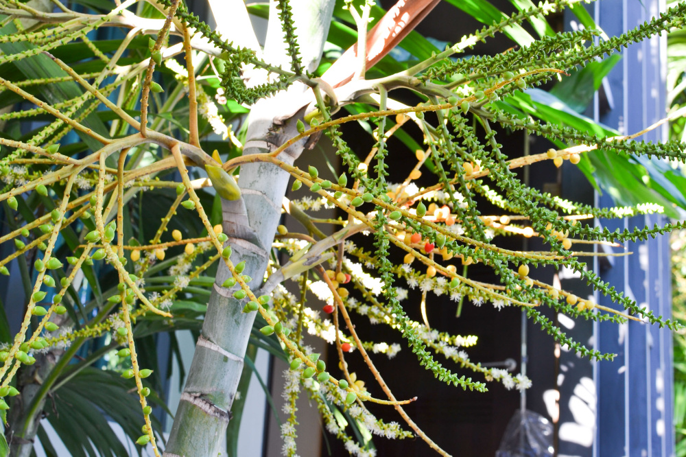 Areca catechu / IPlantz