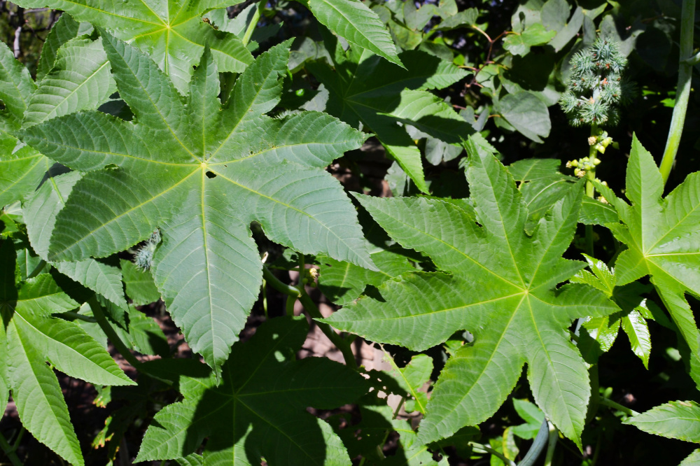 Ricinus communis / IPlantz