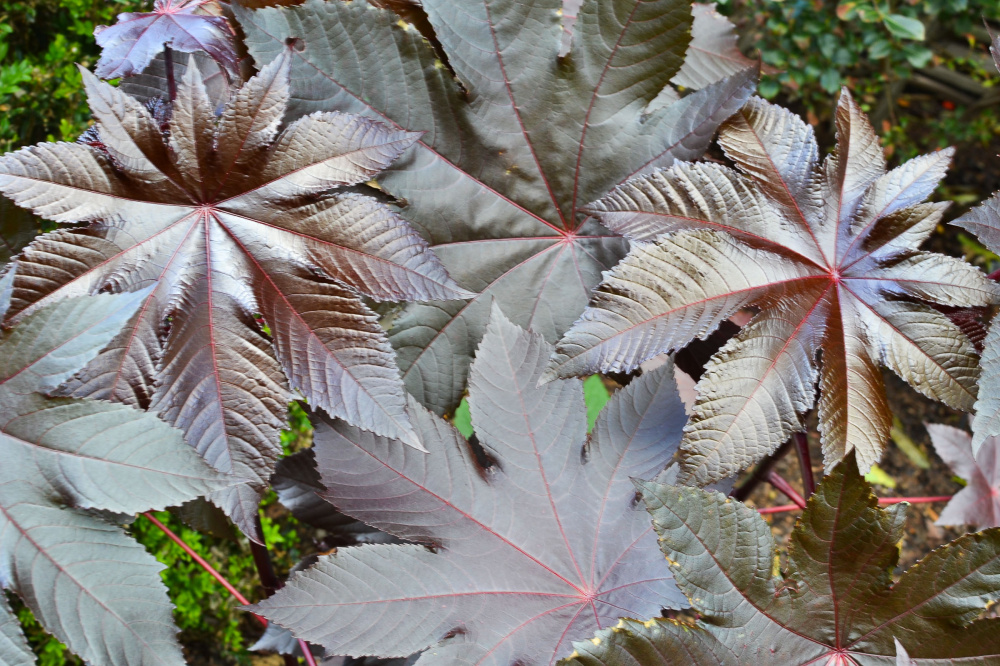 Ricinus communis / IPlantz