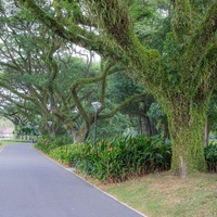 Samanea saman / IPlantz