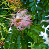 Samanea saman / IPlantz