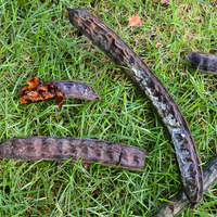 Samanea saman / IPlantz