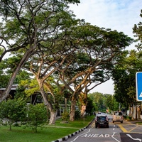 Samanea saman / IPlantz