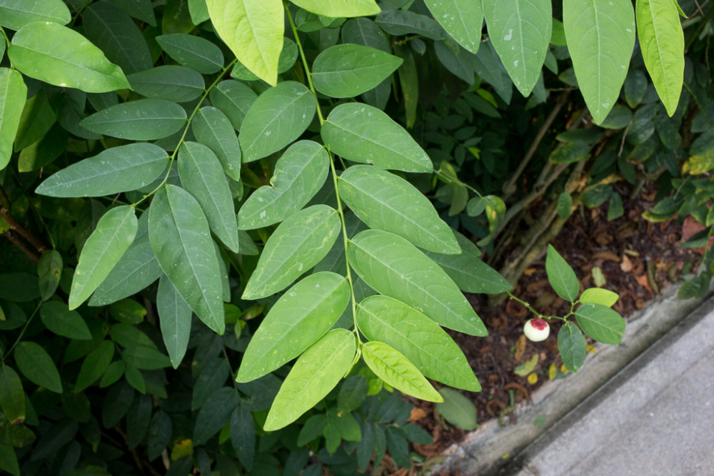 Ide Populer Sauropus Androgynus, Daun Jendela