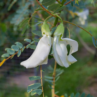 Sesbania grandiflora / IPlantz