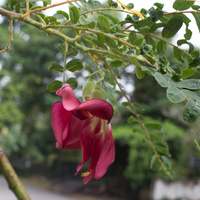 Sesbania grandiflora / IPlantz