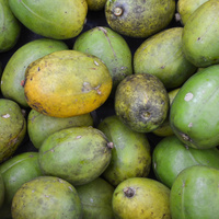 Spondias dulcis / IPlantz