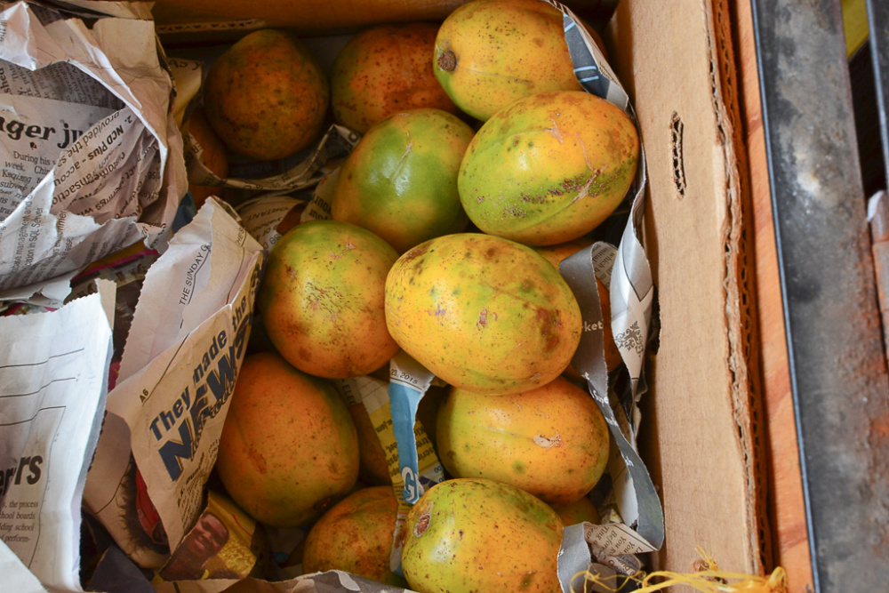 Spondias dulcis / IPlantz