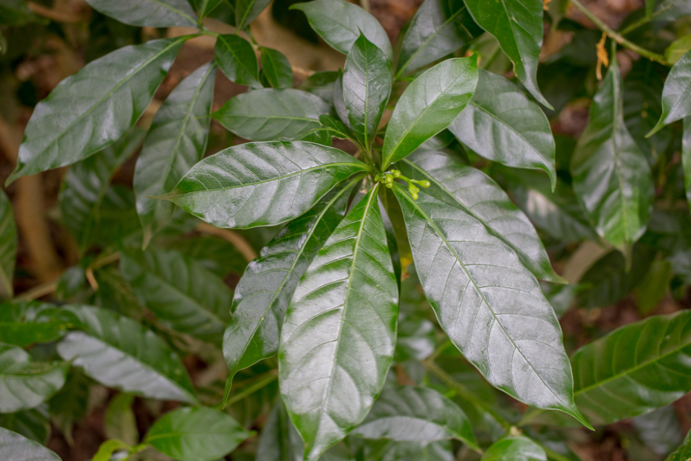 Tabernaemontana divaricata / IPlantz