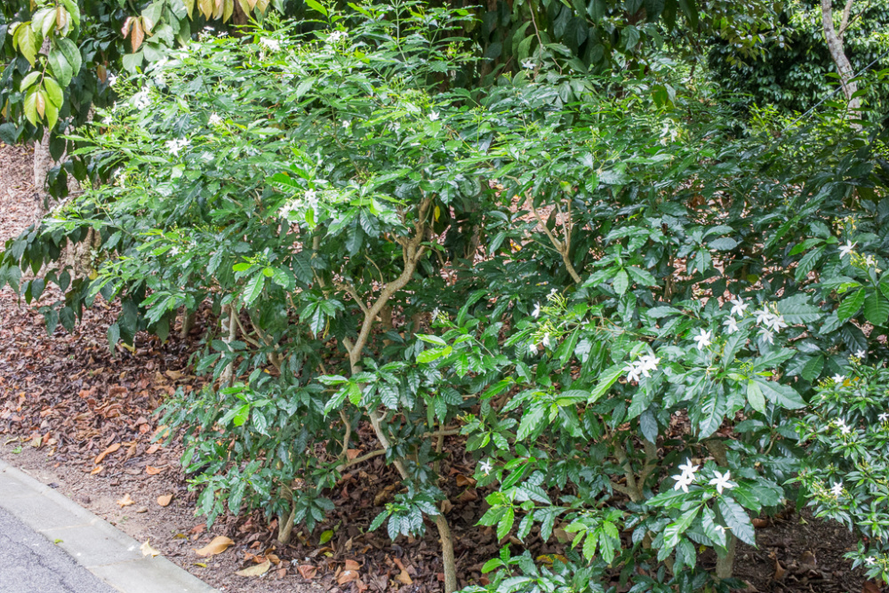 Tabernaemontana divaricata / IPlantz