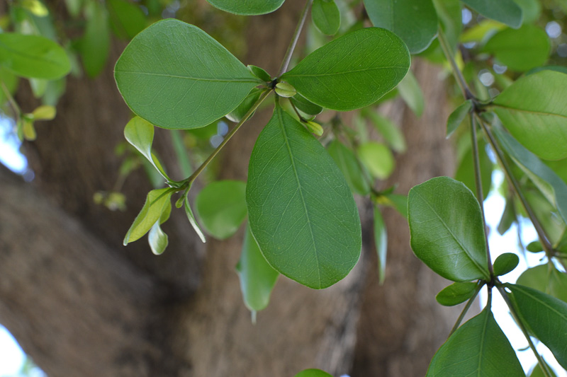 Terminalia buceras / IPlantz