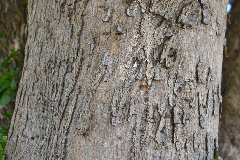 Terminalia buceras / IPlantz