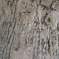 Terminalia buceras / IPlantz