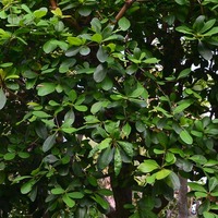 Terminalia buceras / IPlantz