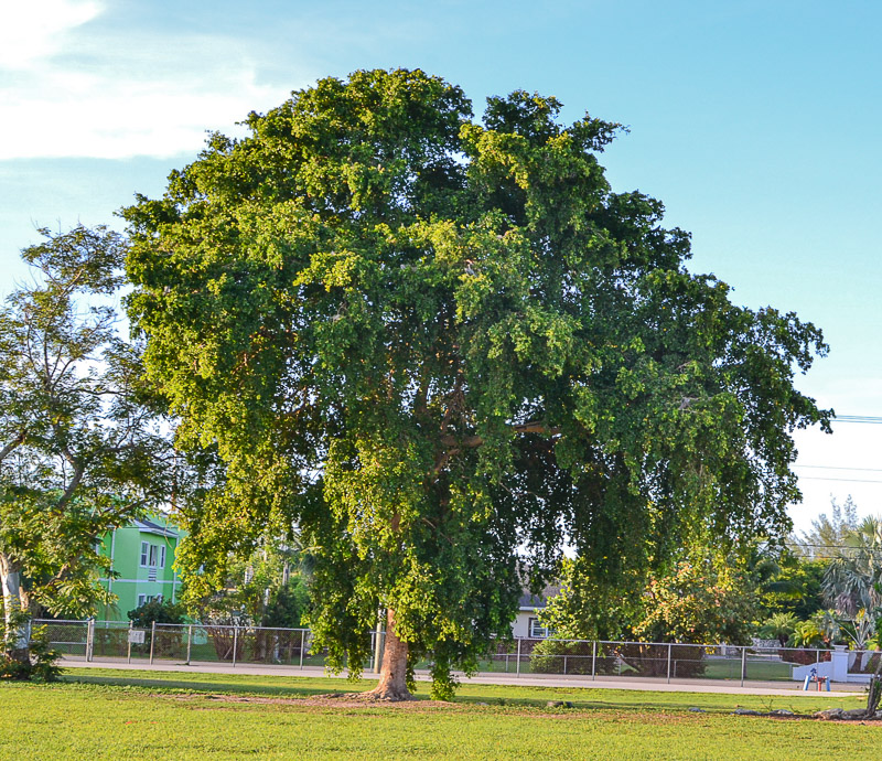 Terminalia buceras / IPlantz