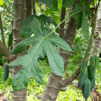 Vasconcellea x heilbornii / IPlantz