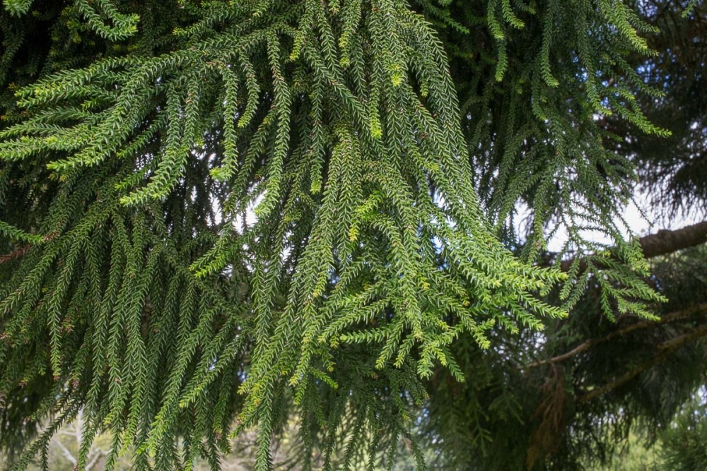 Araucaria cunninghamii / IPlantz