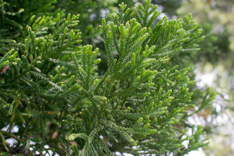 Araucaria cunninghamii / IPlantz