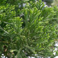 Araucaria cunninghamii / IPlantz